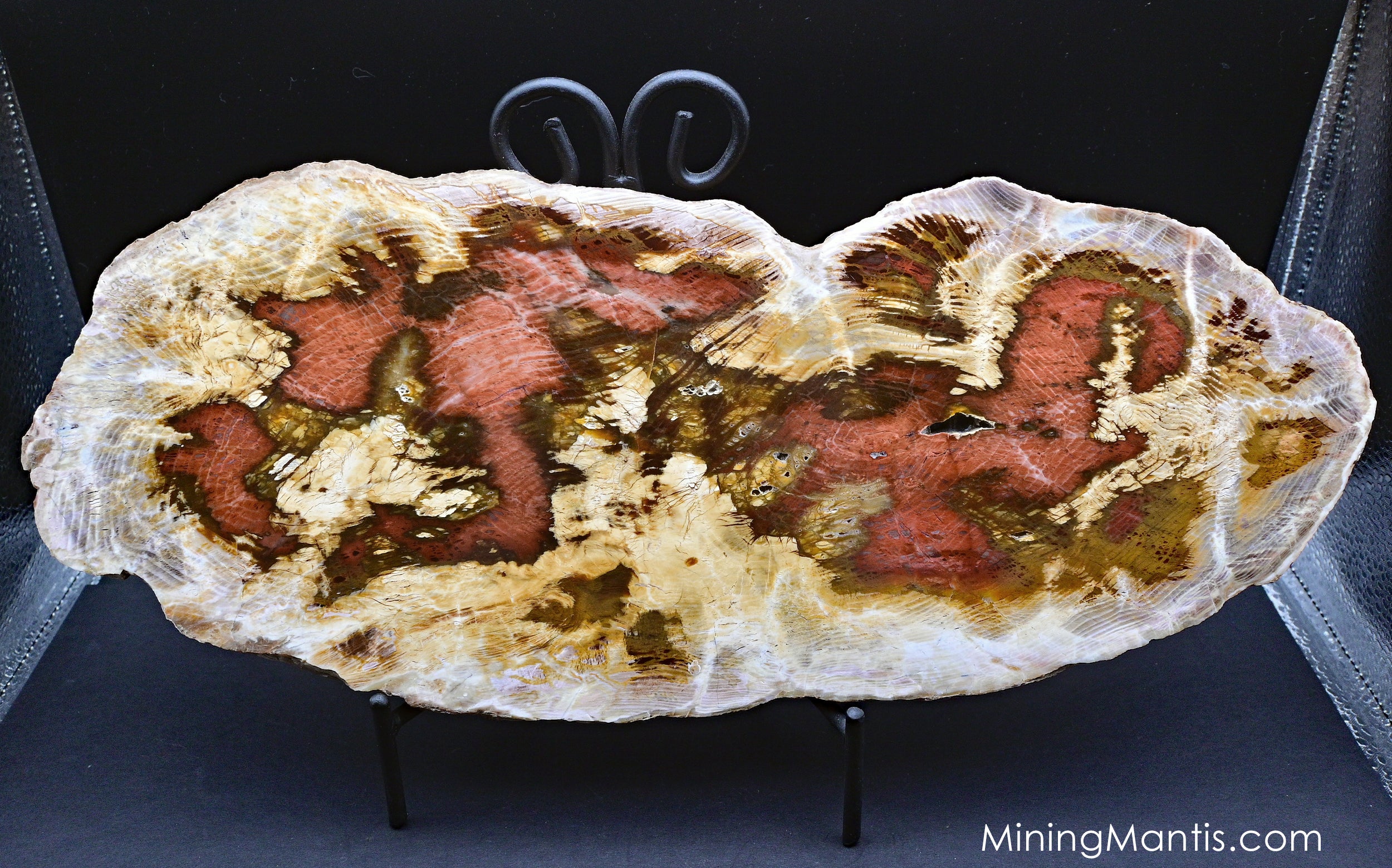 Tuscarora Petrified Wood Slab – Mining Mantis