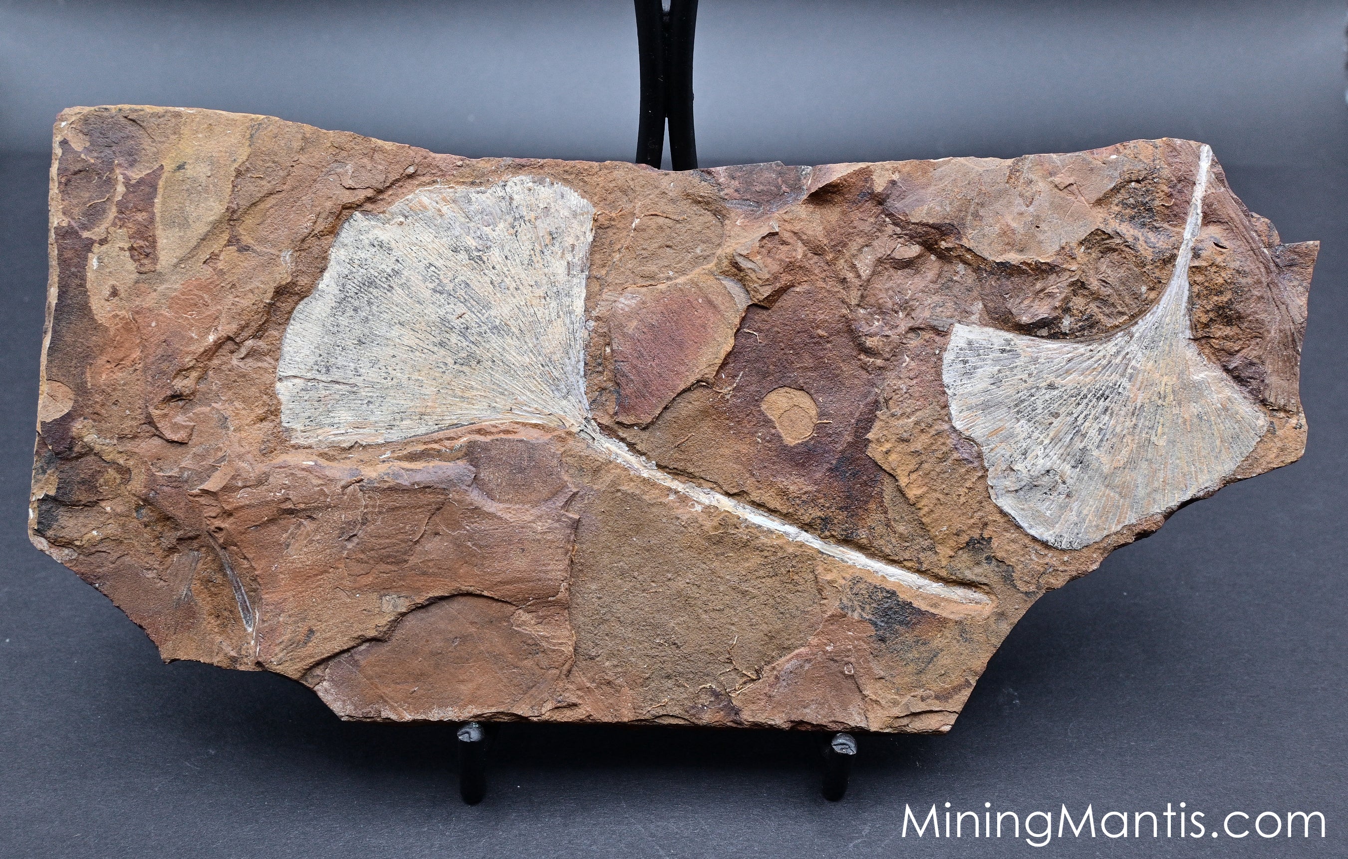 Ginkgo Leaf Fossil – Mining Mantis
